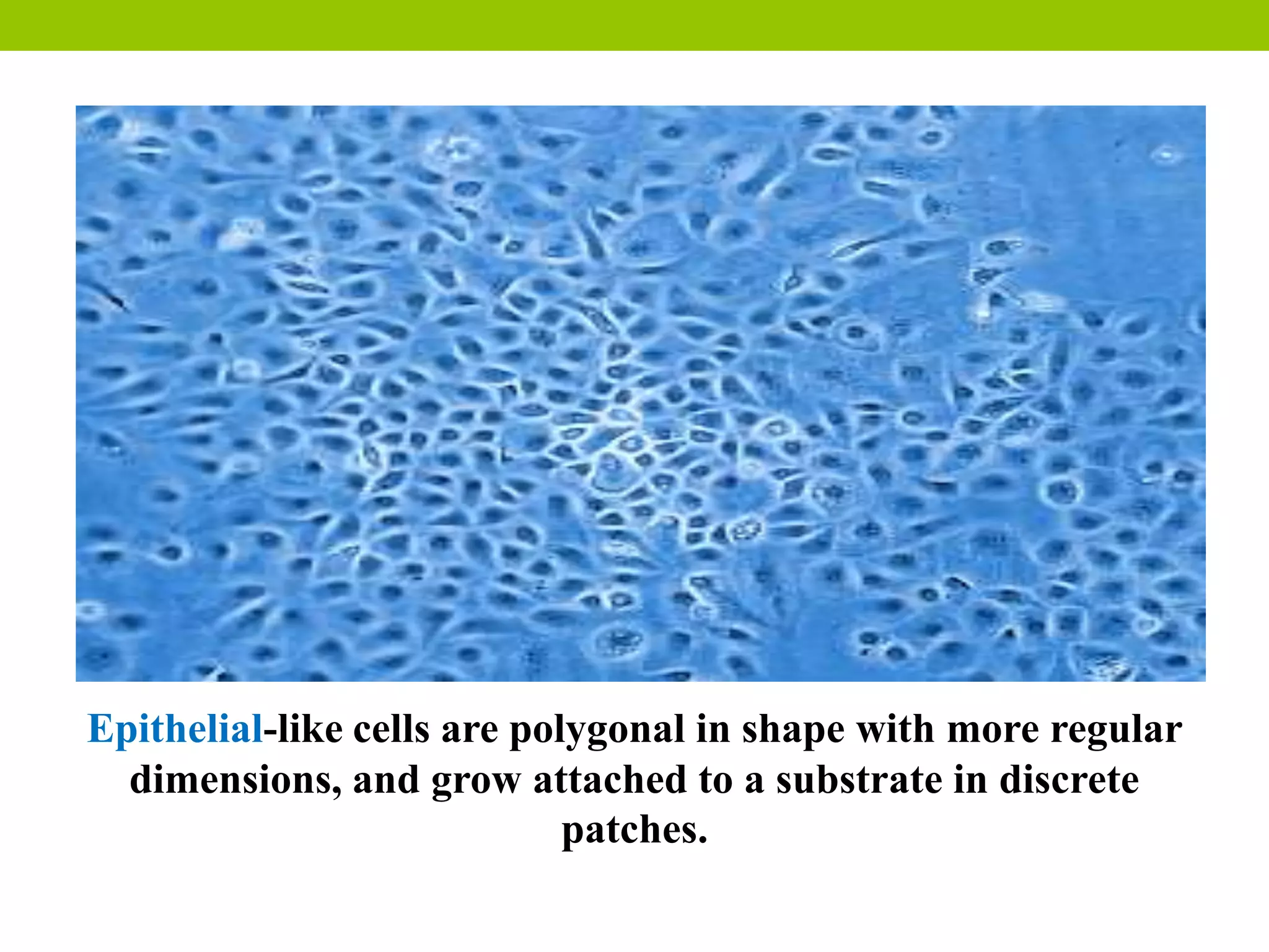 Characterization of cell line by Cell morphology, Chromosome analysis and DNA contents | PPTX