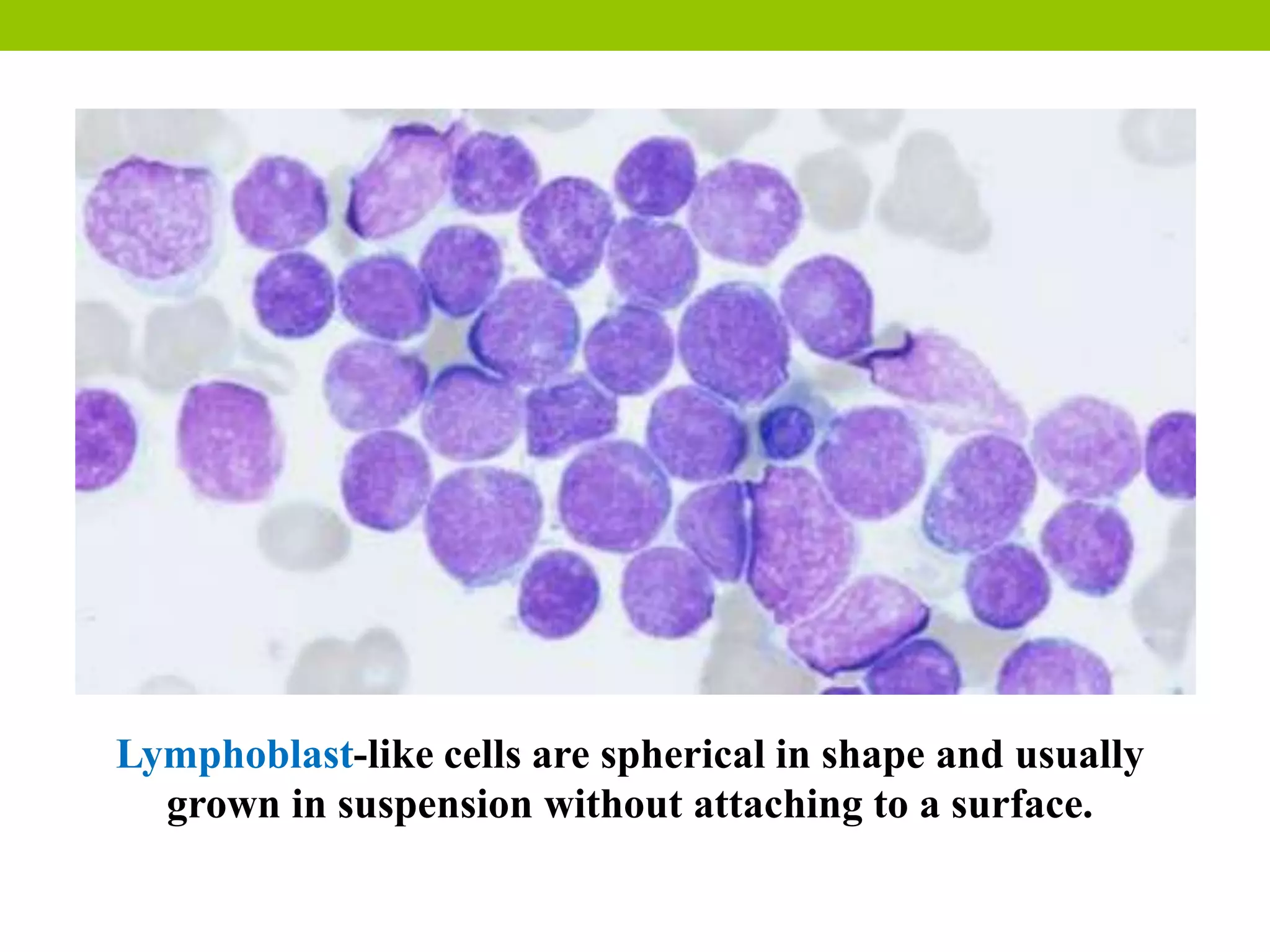 Characterization of cell line by Cell morphology, Chromosome analysis ...