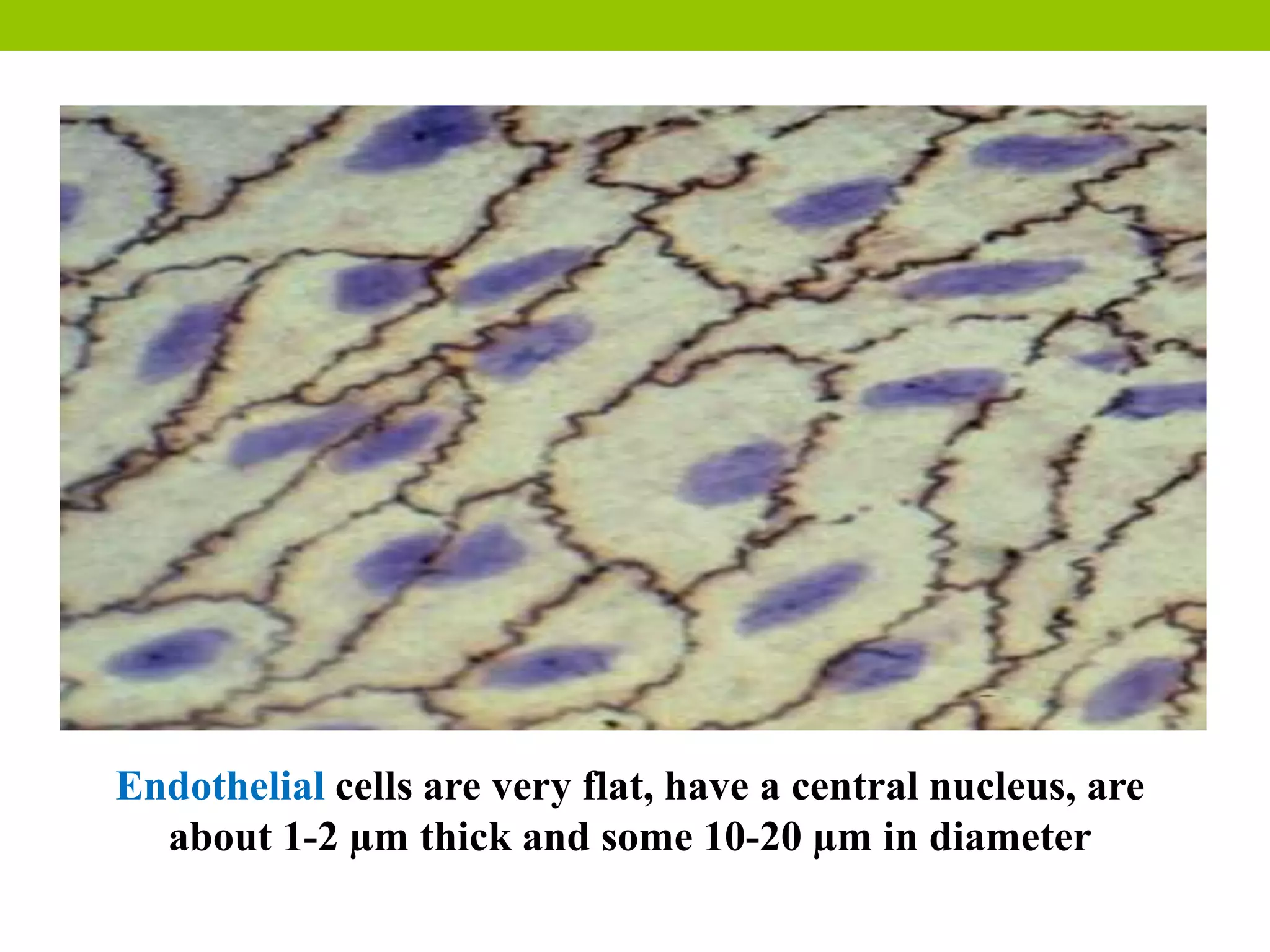 Characterization of cell line by Cell morphology, Chromosome analysis ...