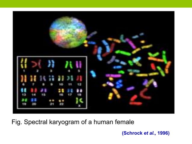 Characterization of cell line by Cell morphology, Chromosome analysis ...