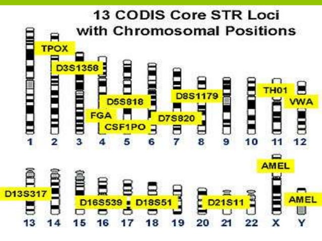 Characterization of cell line by Cell morphology, Chromosome analysis ...