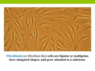 Characterization of cell line by Cell morphology, Chromosome analysis ...
