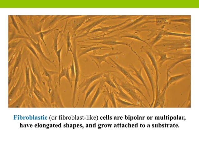 Characterization of cell line by Cell morphology, Chromosome analysis ...