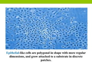 Characterization of cell line by Cell morphology, Chromosome analysis ...