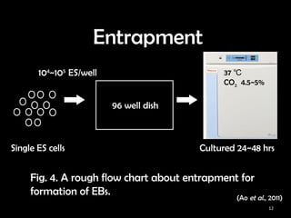 Characterization of embryoid bodies formed with different protocols 使用 ...