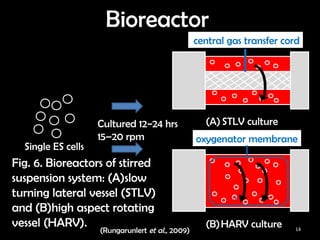 Characterization of embryoid bodies formed with different protocols 使用 ...