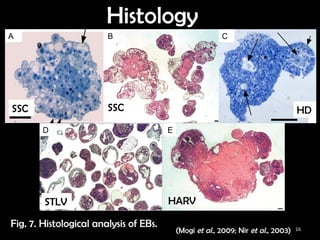 Characterization of embryoid bodies formed with different protocols 使用 ...