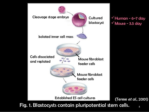 Characterization of embryoid bodies formed with different protocols 使…