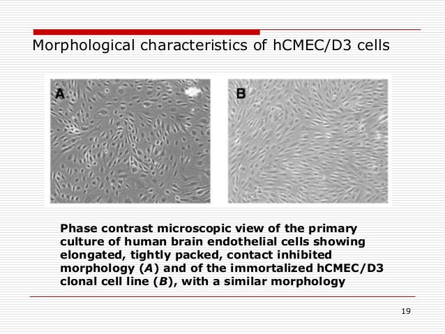 Characterization of novel human blood-brain barrier (hCMEC/d3) cell l…
