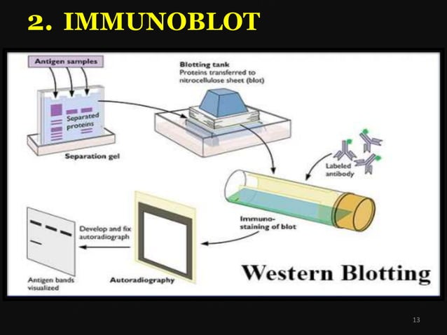 Characterization of protein | PPTX