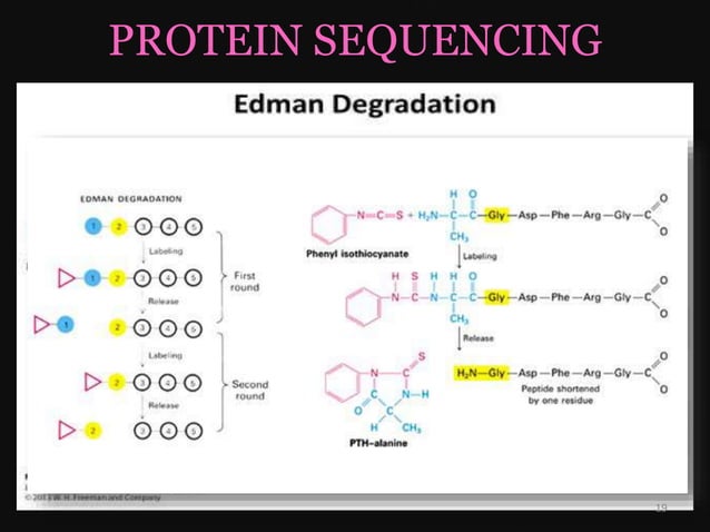 Characterization of protein | PPTX