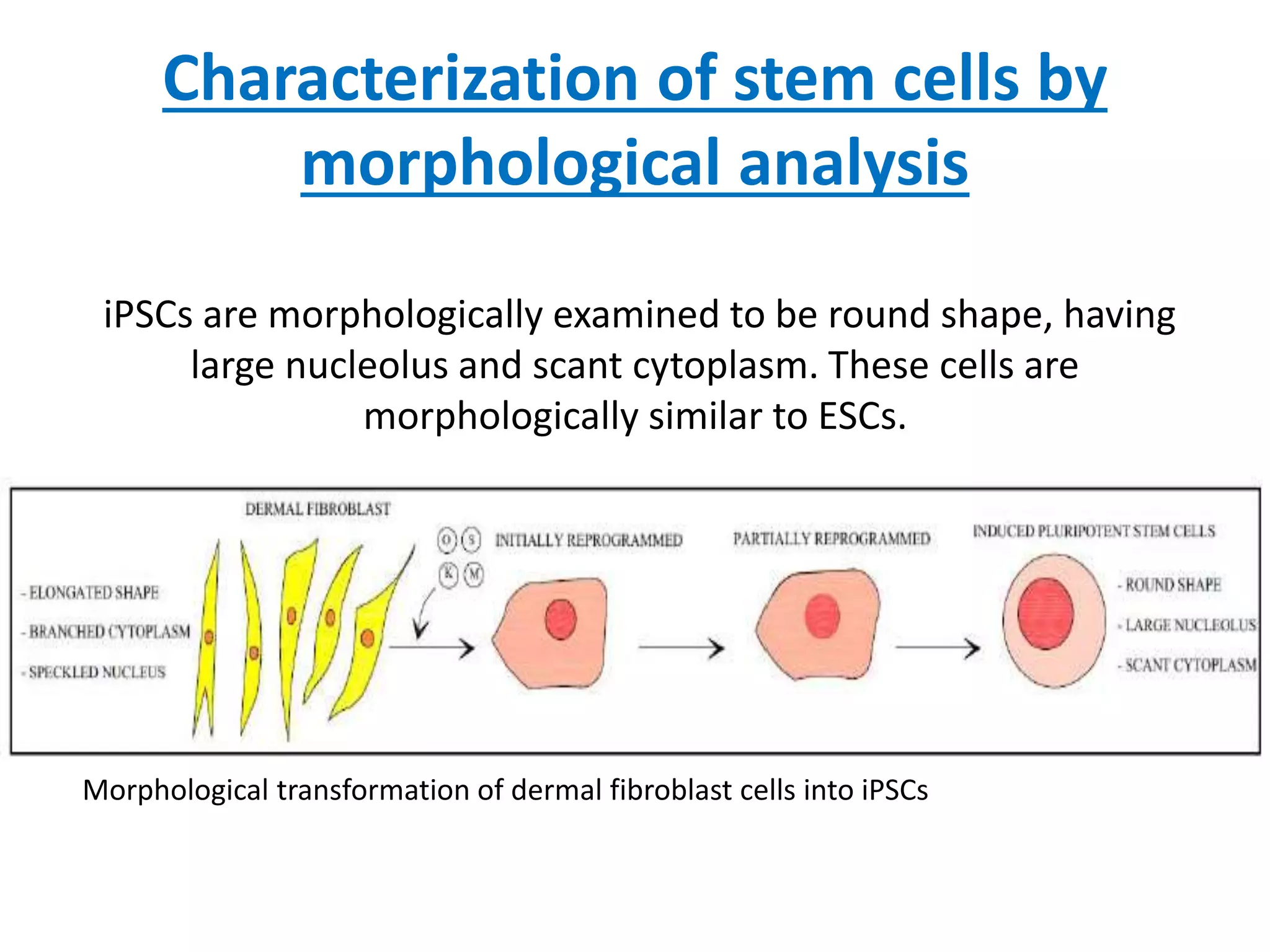 Characterization of stem cells | PPTX