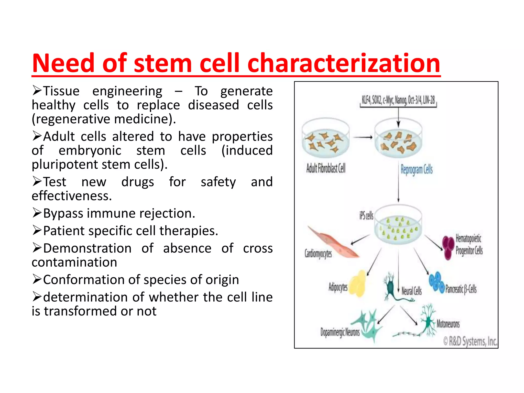 Characterization of stem cells | PPTX