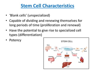 Characterization of stem cells | PPTX