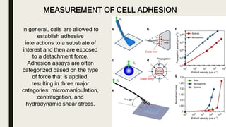 Characterization of the adhesive interactions between cells and ...