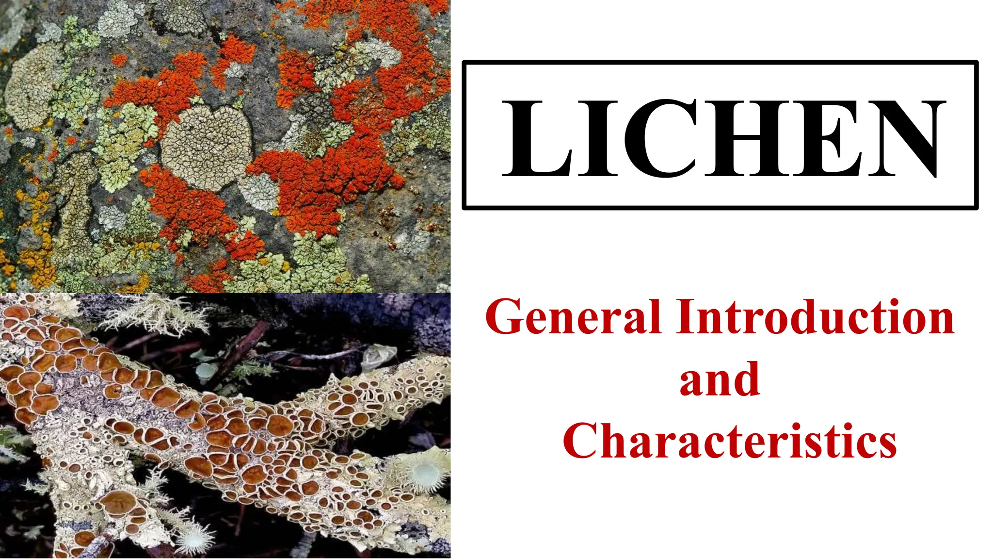Introduction and Characters of Licghens.pptx