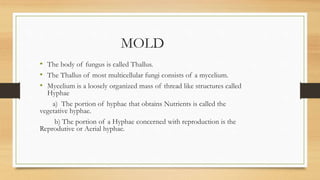 character of Mold & Yeast.pptx