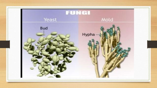 character of Mold & Yeast.pptx