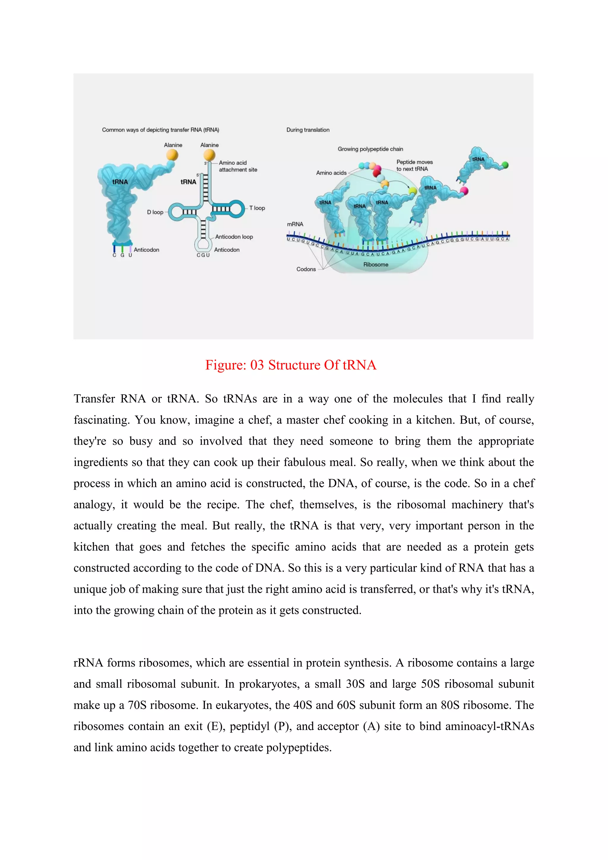 CHARACTERS AND TYPES OF RNA | PDF