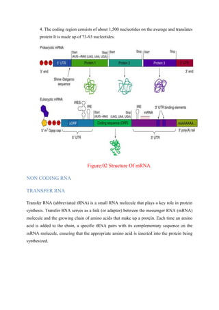 CHARACTERS AND TYPES OF RNA | PDF