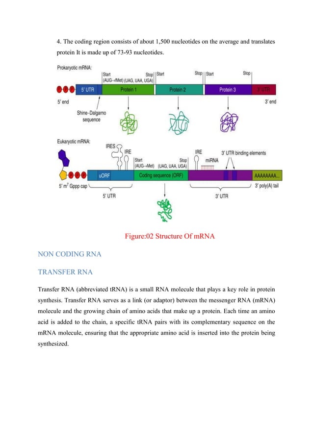 CHARACTERS AND TYPES OF RNA | PDF