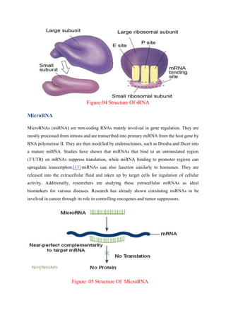 CHARACTERS AND TYPES OF RNA | PDF