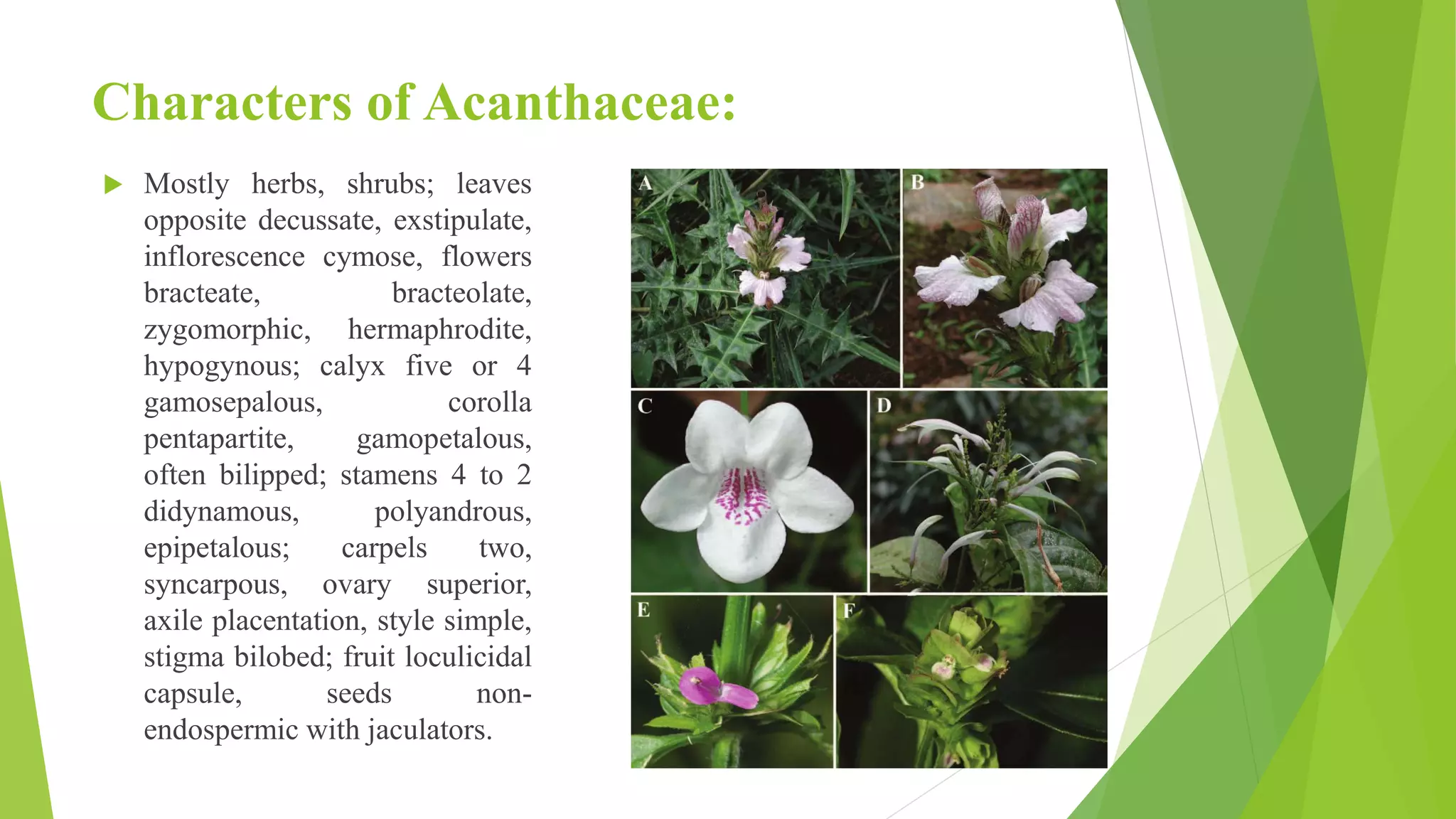 Characters of acanthaceae | PPTX