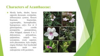 Characters of acanthaceae | PPTX