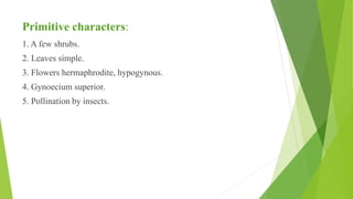 Characters of acanthaceae | PPTX