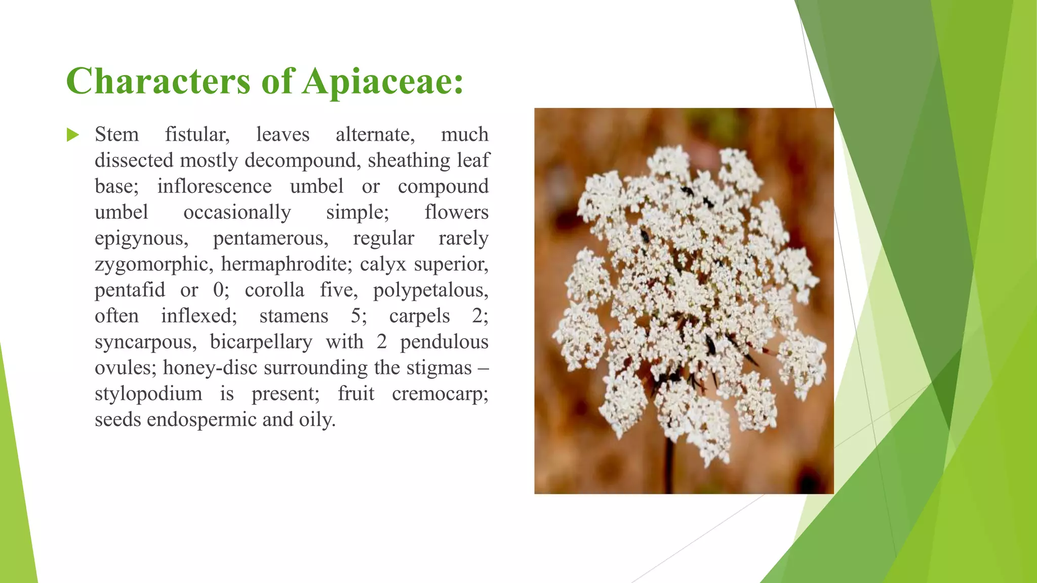 Characters of apiaceae | PPTX | Herbs and Supplements | Alternative Medicine
