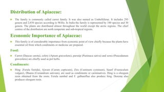 Characters of apiaceae | PPTX | Herbs and Supplements | Alternative Medicine