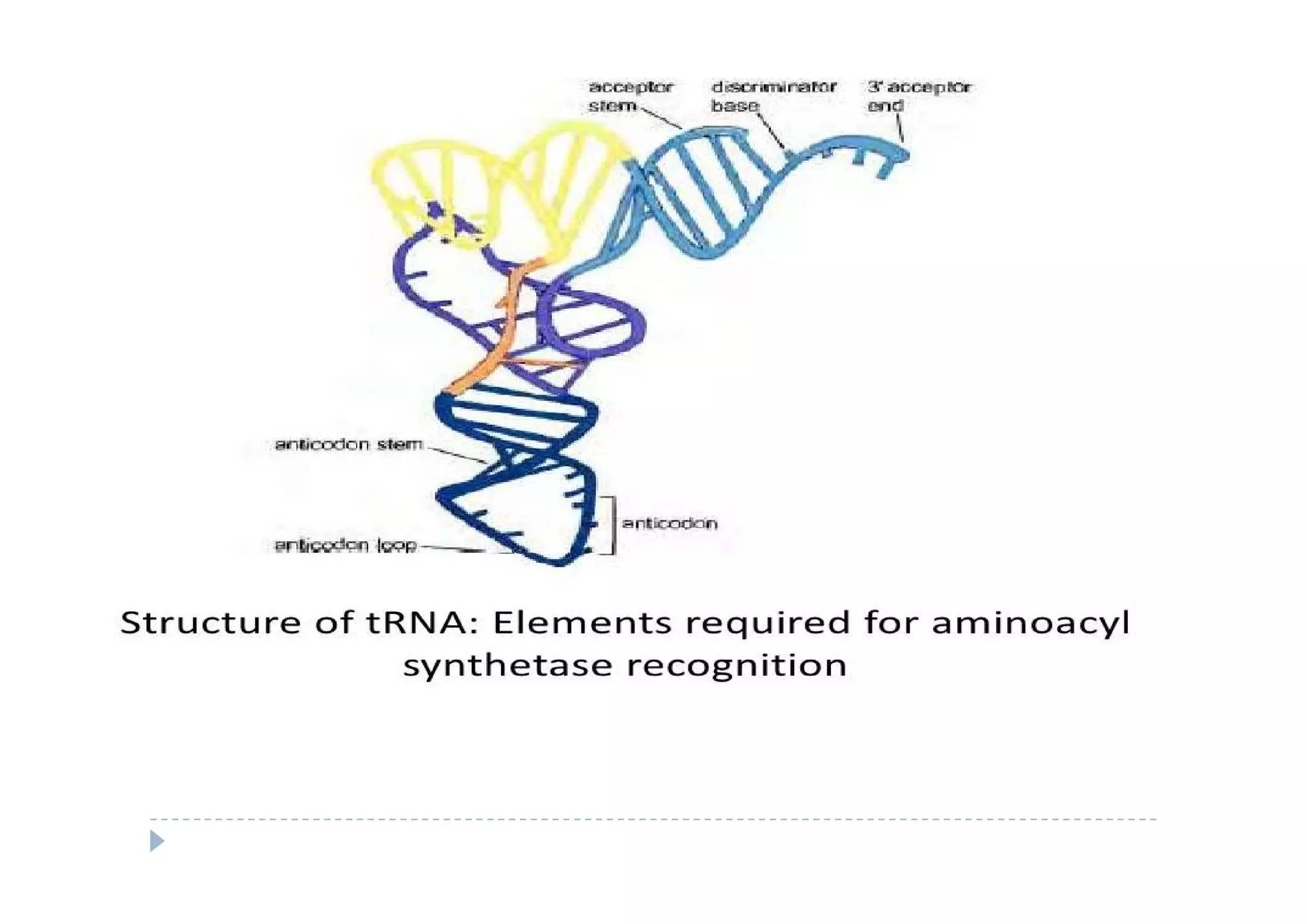 Charging of tRNA, Aminoacyl tRNA Synthetases | PDF