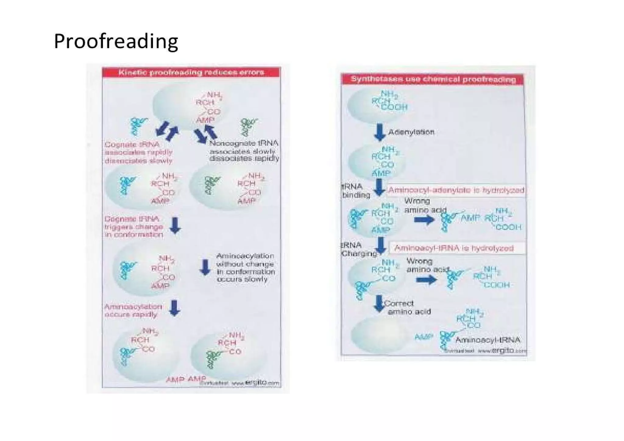 Charging of tRNA, Aminoacyl tRNA Synthetases | PDF