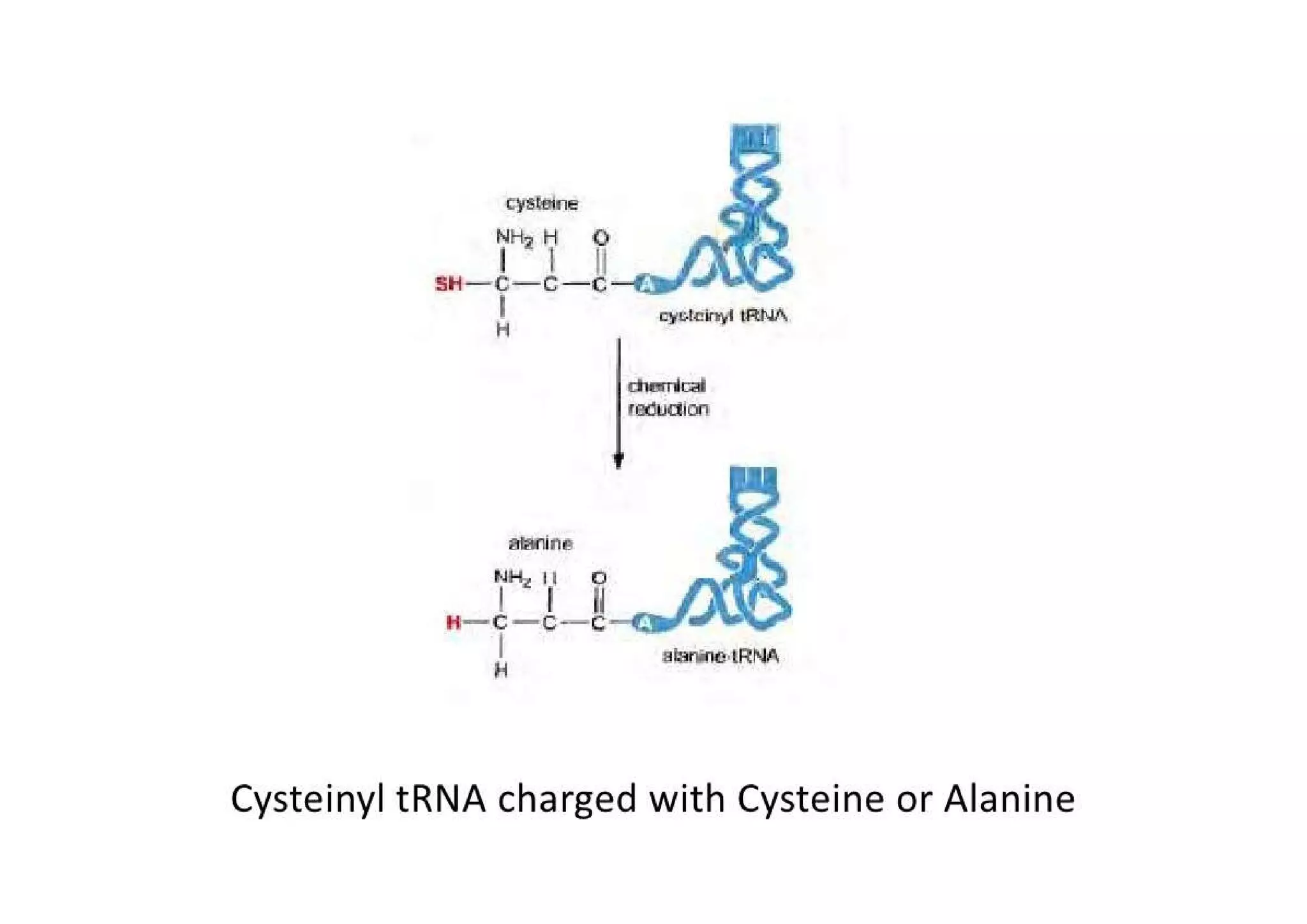 Charging of tRNA, Aminoacyl tRNA Synthetases | PDF