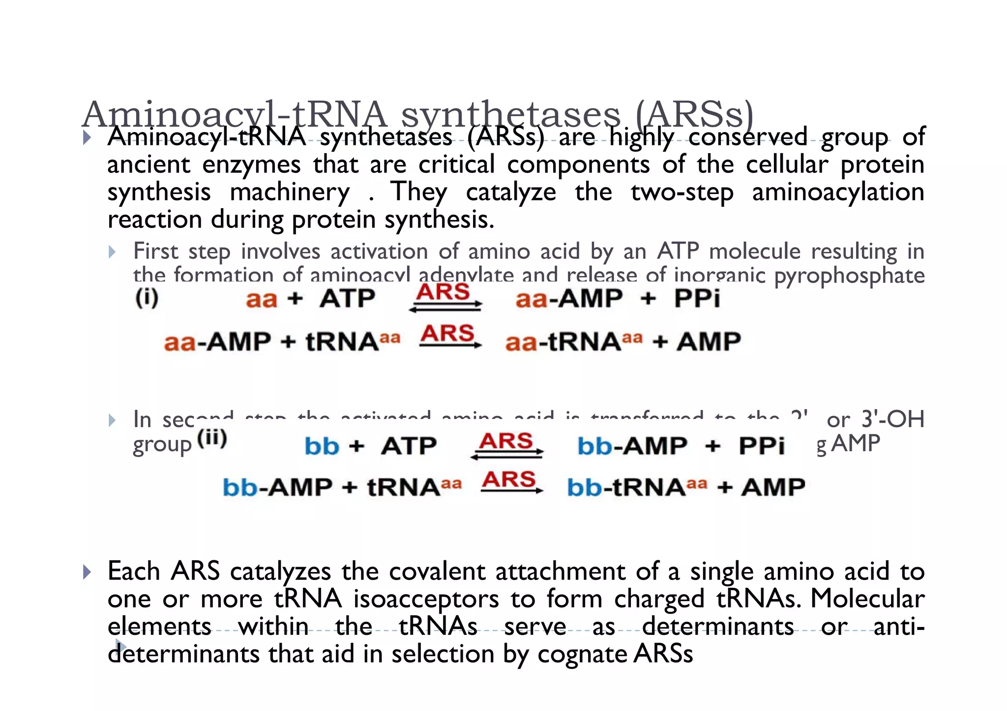 Charging of tRNA, Aminoacyl tRNA Synthetases | PDF