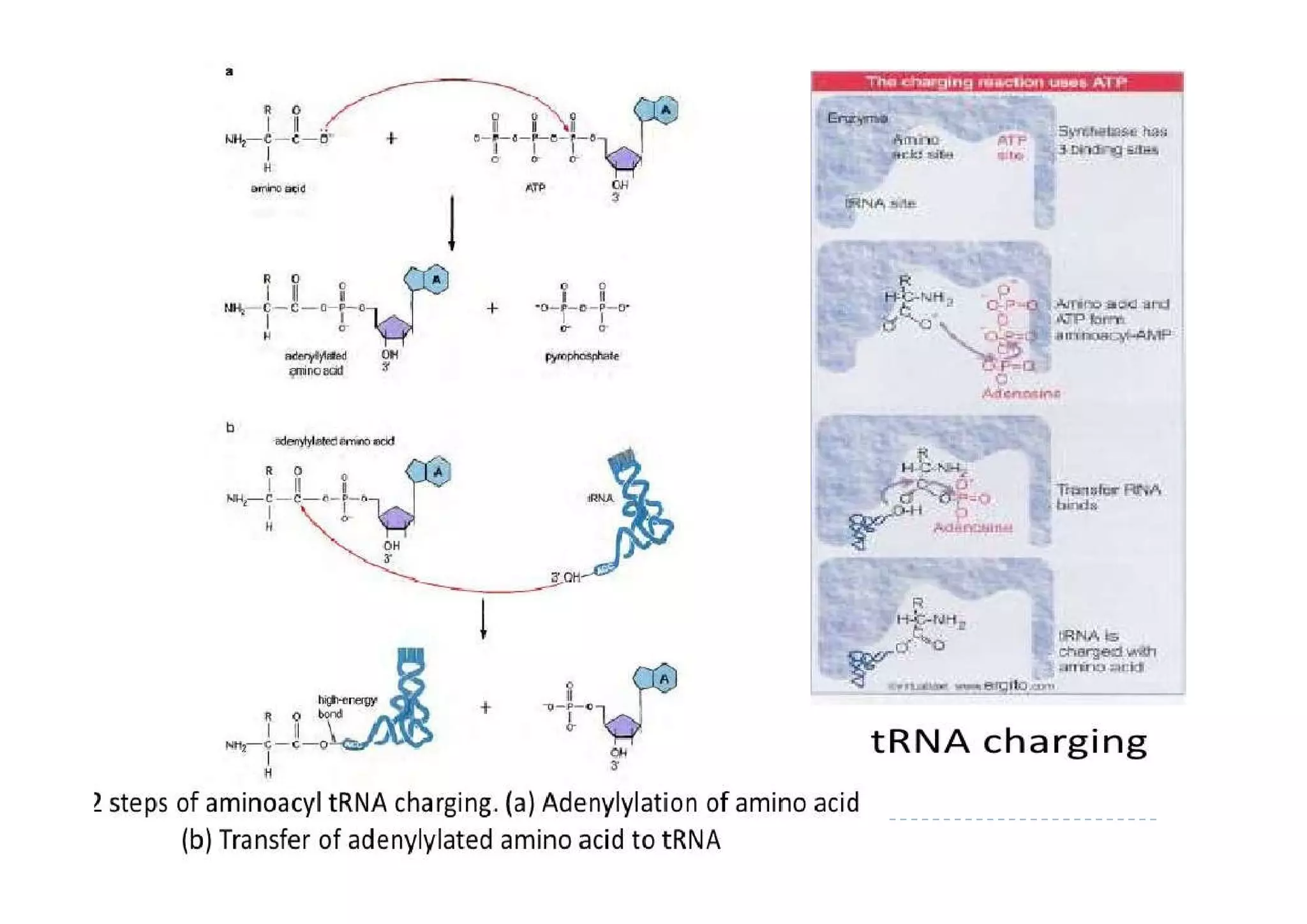 Charging of tRNA, Aminoacyl tRNA Synthetases | PDF