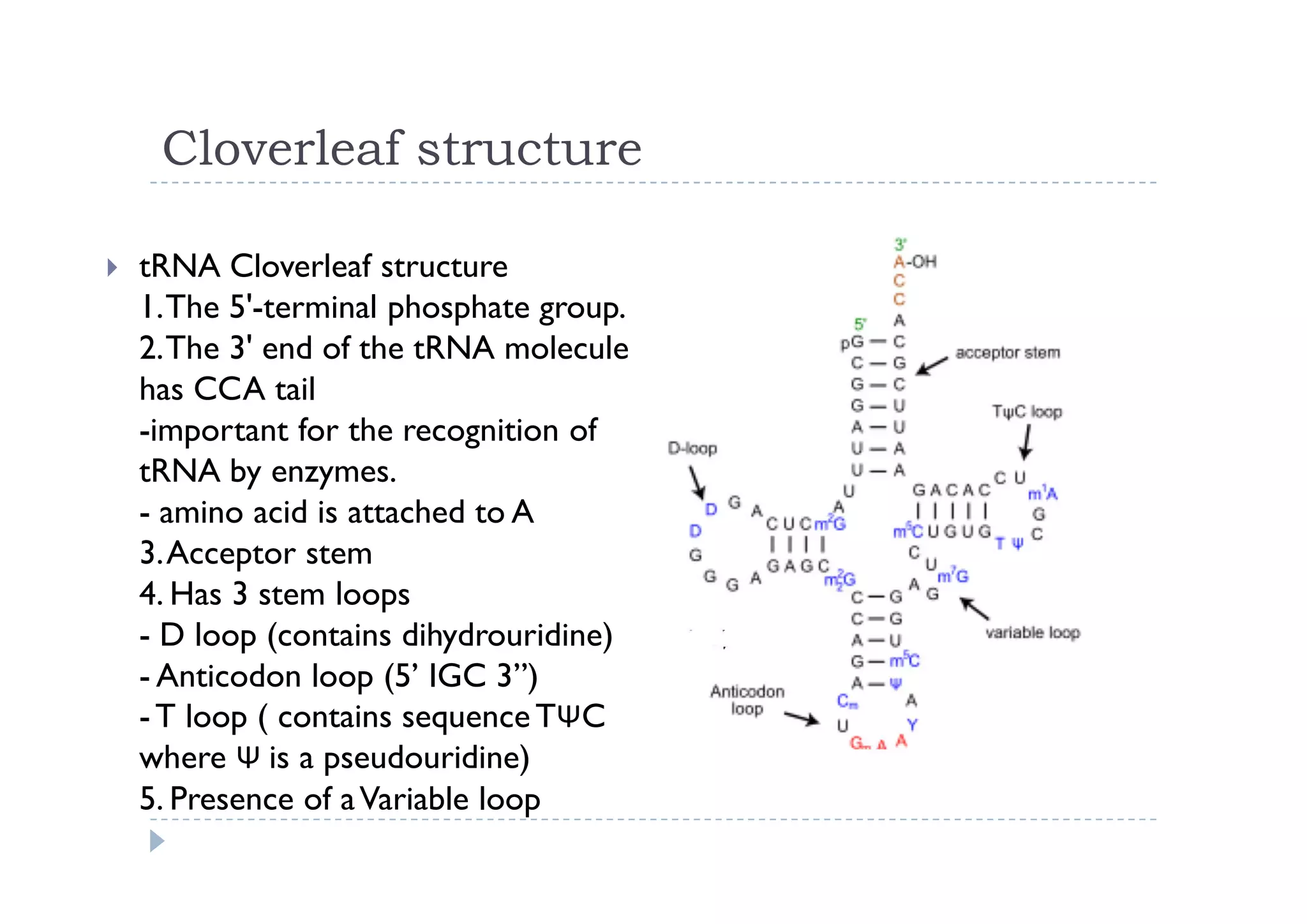 Charging of tRNA, Aminoacyl tRNA Synthetases | PDF