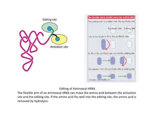 Charging of tRNA, Aminoacyl tRNA Synthetases | PDF