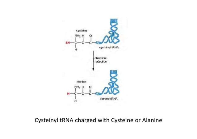 Charging of tRNA, Aminoacyl tRNA Synthetases | PDF | Programming Languages | Computing