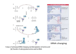 Charging of tRNA, Aminoacyl tRNA Synthetases | PDF