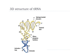 Charging of tRNA, Aminoacyl tRNA Synthetases | PDF