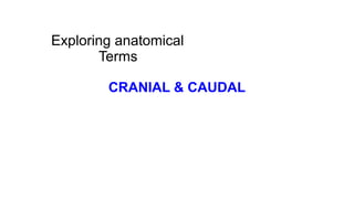 Anatomical positions of cranial and caudal | PPT