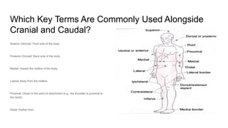 Anatomical positions of cranial and caudal | PPTX