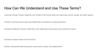 Anatomical positions of cranial and caudal | PPT