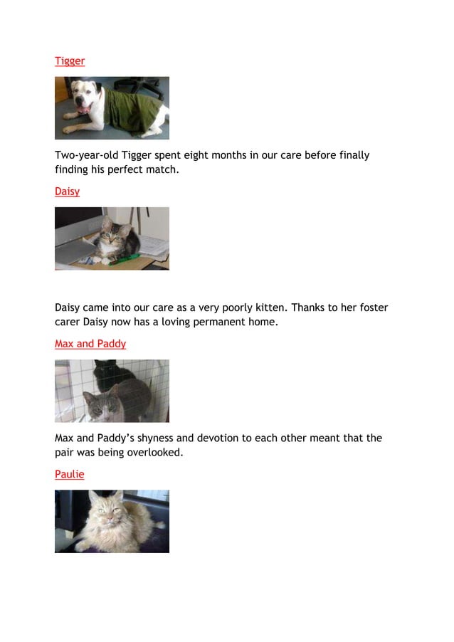 Charity campaign rspca | PDF | Free Download