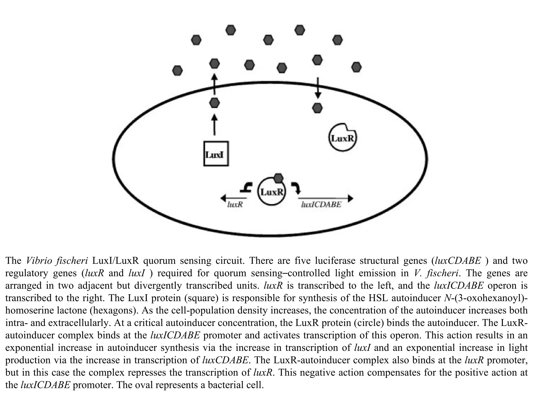 Charla Bacteriana | PPT