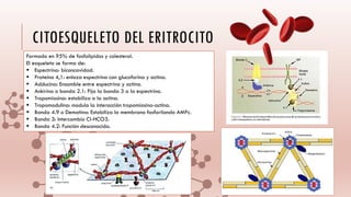 MEMBRANOPATÍAS | PDF