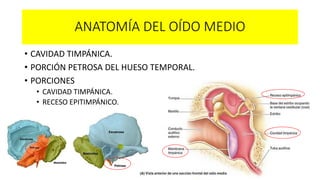 ANATOMÍA DEL OÍDO | PPTX