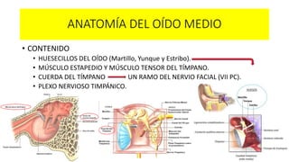 ANATOMÍA DEL OÍDO | PPTX