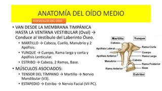 ANATOMÍA DEL OÍDO | PPTX